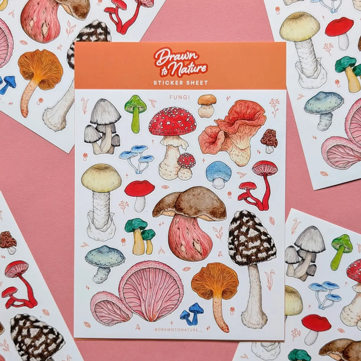 Drawn to Nature - Fungi Sticker Sheet – Little Craft Place