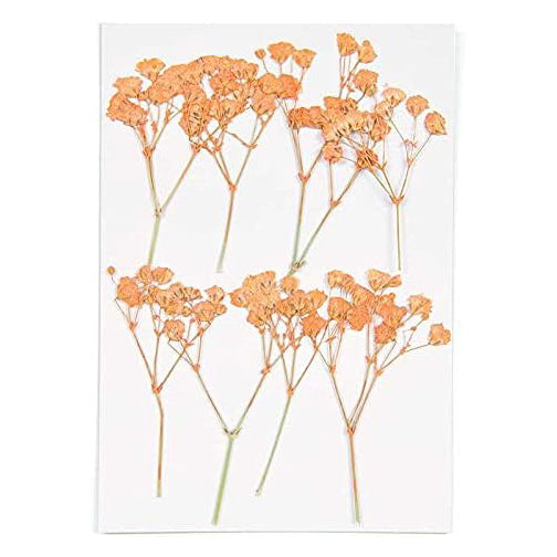 Pressed Flower & Plant Set Gypsophilia Peach – Little Craft Place